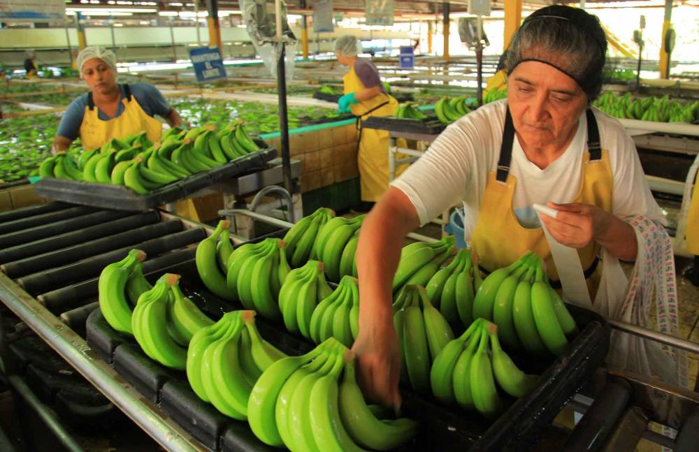 Honduras reduce las importaciones de banano de Guatemala