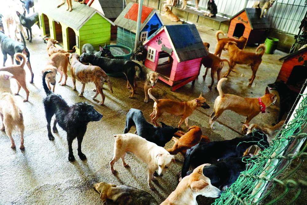 Pet Ville: Invitan a donar para refugio animal