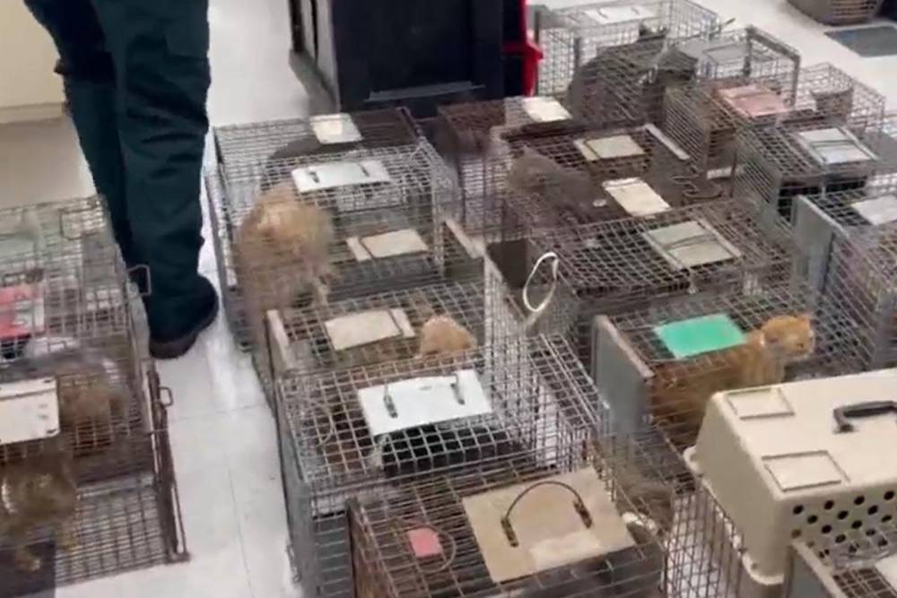 Capturan a maestra que vivía con más de 300 animales