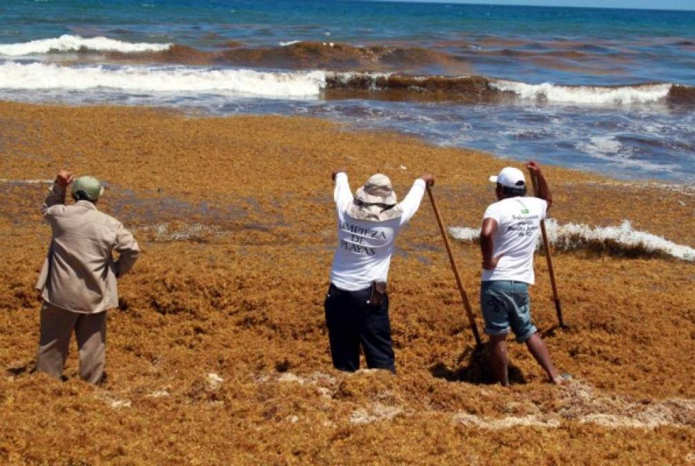 Desastre ambiental en el Caribe: El sargazo invade playas mexicanas