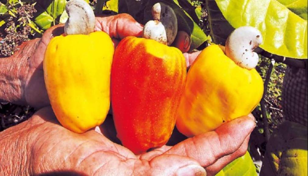 10 Beneficios del marañón