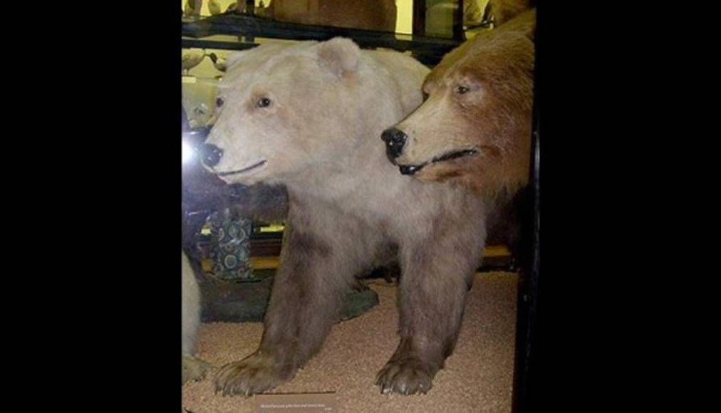 Los 10 animales híbridos más sorprendentes del mundo