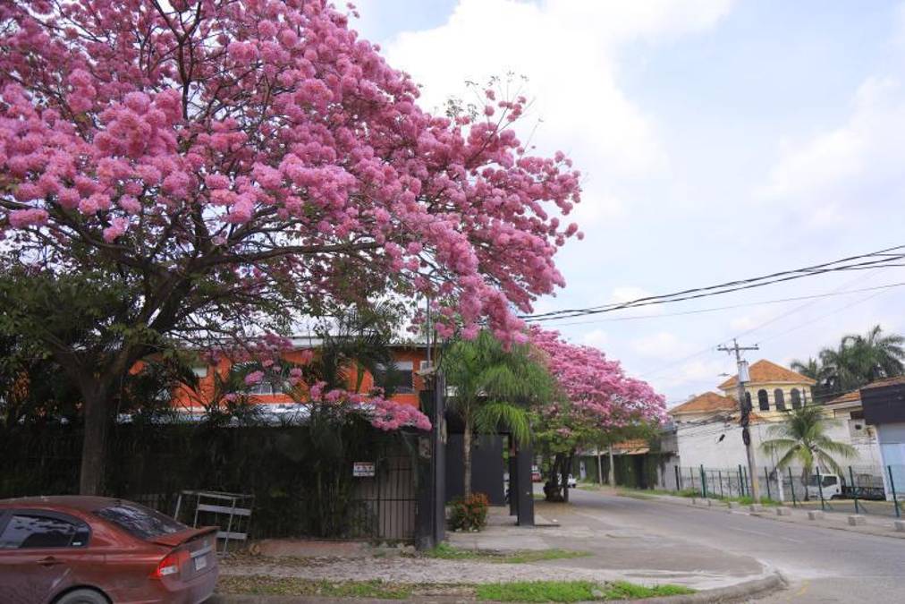 Árboles de Macuelizo embellecen calles, avenidas y bulevares de SPS