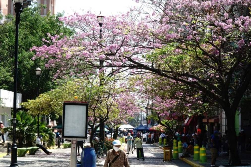 FOTOS: Flores de macuelizos embellecen a San Pedro Sula