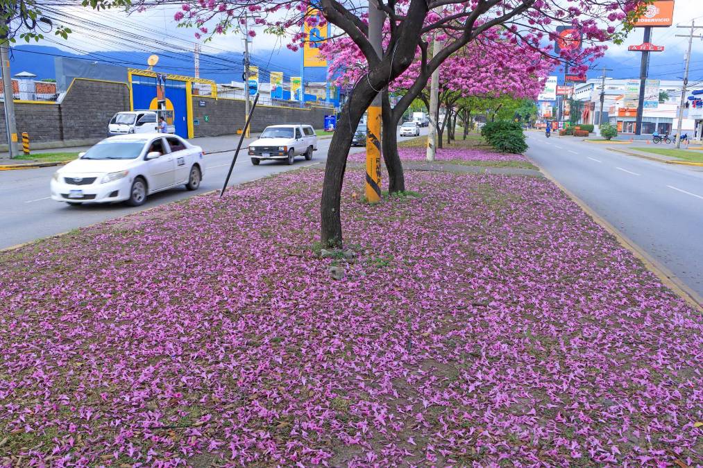 Árboles de Macuelizo embellecen calles, avenidas y bulevares de SPS