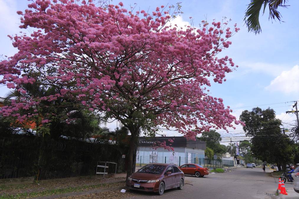 Conozca más sobre los macuelizos que adornan SPS