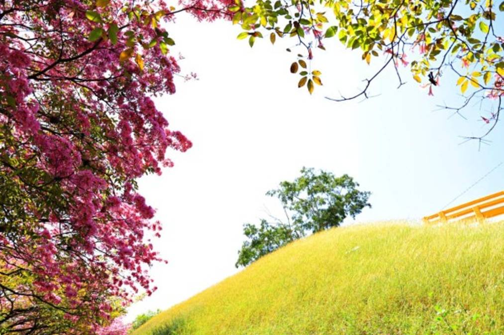 FOTOS: Flores de macuelizos embellecen a San Pedro Sula