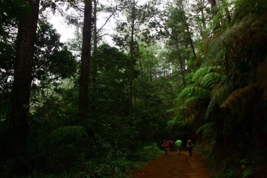 13 impresionantes imágenes del Cusuco