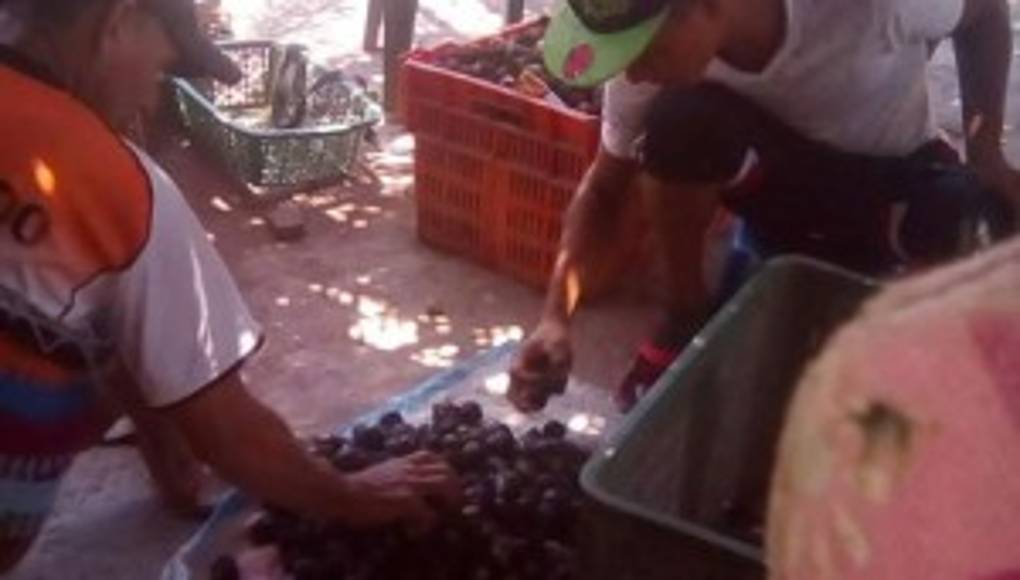 Los curiles ponen sabor a los paseos por el sur de Honduras - Diario La ...