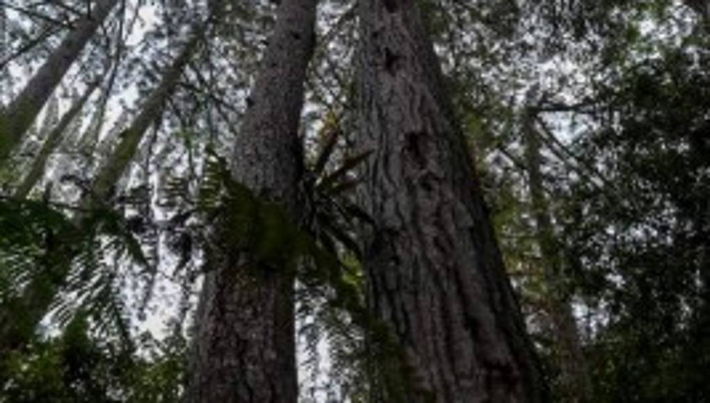 Parque Nacional Cusuco, poseedor de inimaginable belleza natural ...