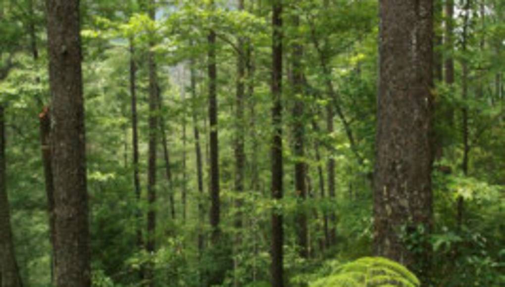 Descubra el impresionante Parque Nacional Cusuco - Diario La Prensa