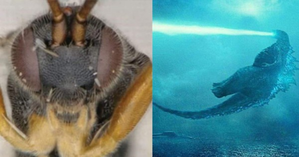 Godzilla la nueva avispa que es capaz de atacar bajo el agua