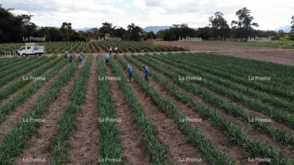 FOTOS: La Escuela Agrícola Panamericana, Zamorano, sinónimo de éxito