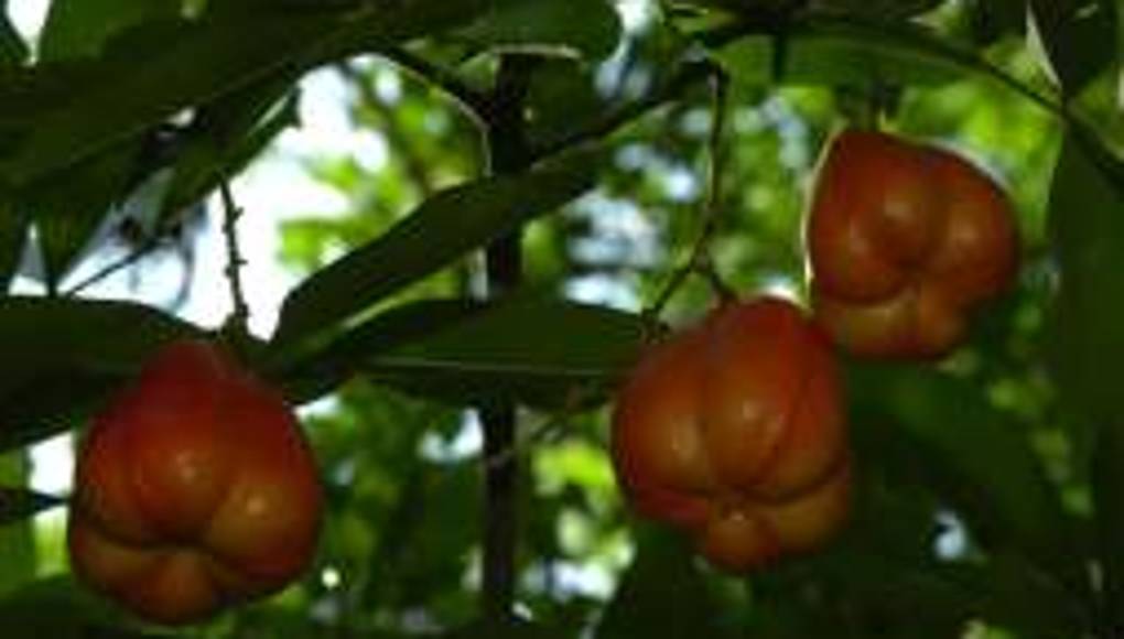 Las frutas prohibidas de Lancetilla - Diario La Prensa