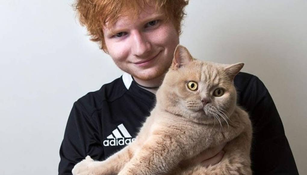 Ed Sheeran crea cuenta en Instagram para sus gatos, Dorito y Calippo ...
