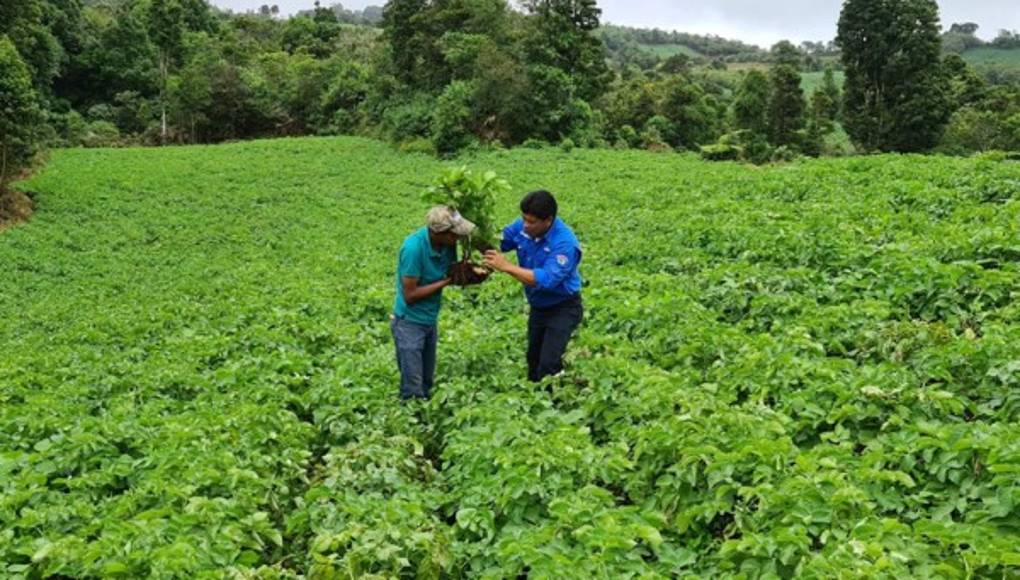 Mejoran rendimiento de cultivos de papa en Intibucá con productos ...