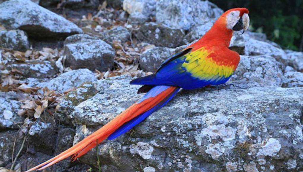 Honduras: Copán será el valle sagrado de la guara roja - Diario La Prensa