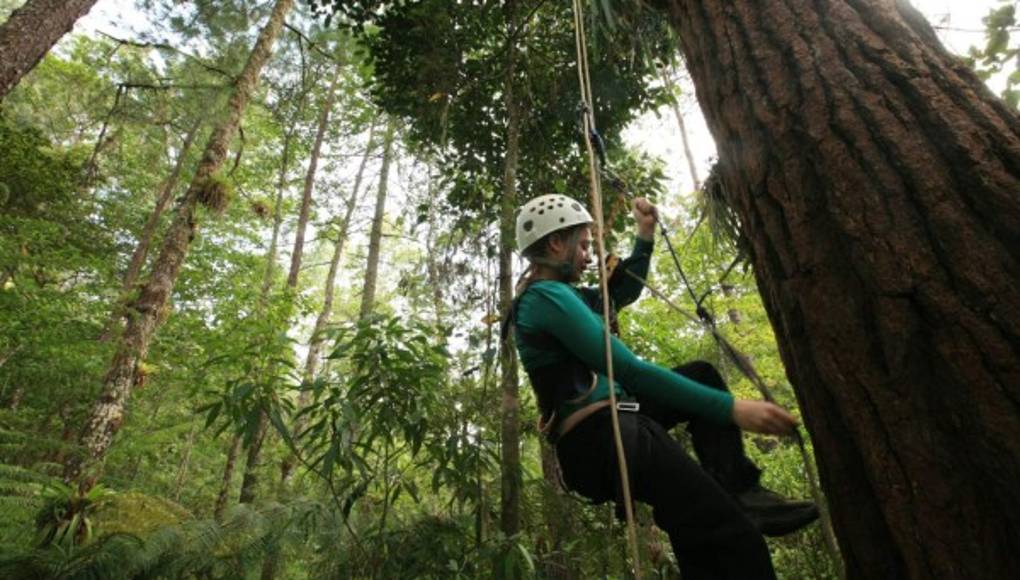 ¡Los tesoros del Cusuco! Biodiversidad en su máximo esplendor - Diario ...