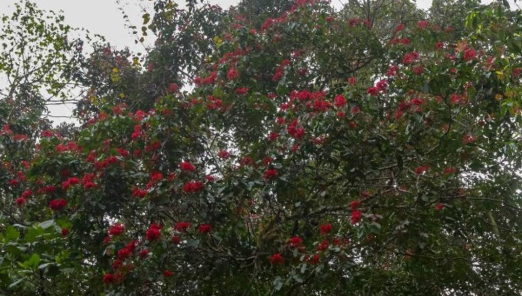 Parque Nacional Cusuco, poseedor de inimaginable belleza natural ...