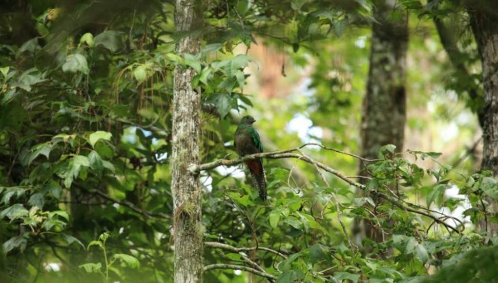 ¡Los tesoros del Cusuco! Biodiversidad en su máximo esplendor - Diario ...