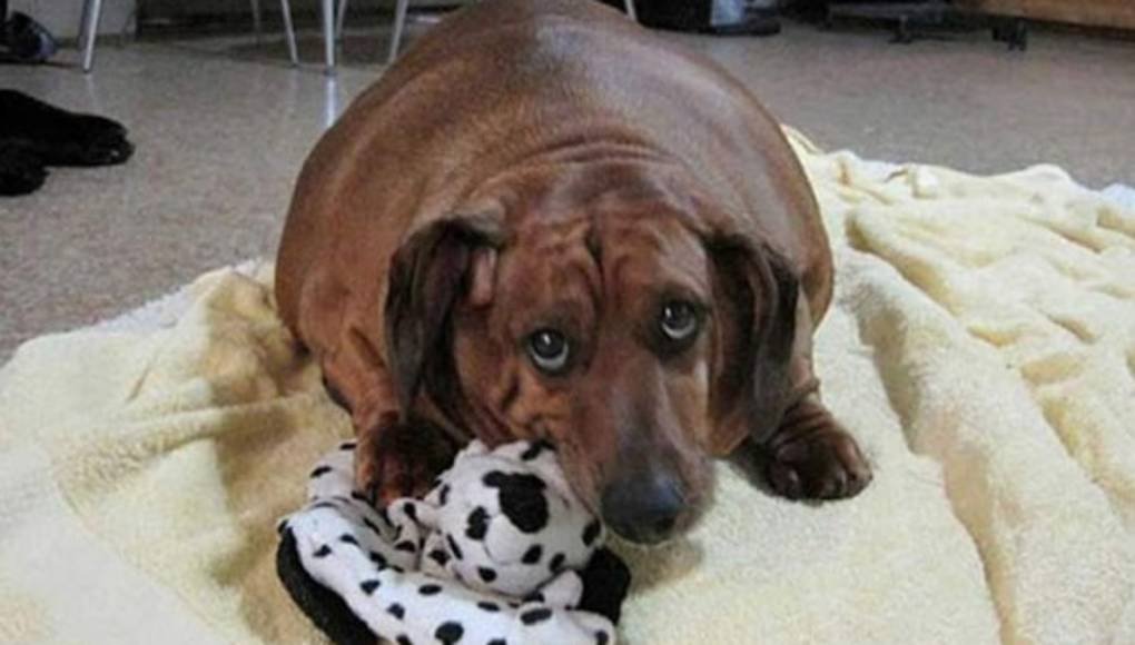 Odie, el perro más obeso del mundo baja casi 50 libras - Diario La Prensa