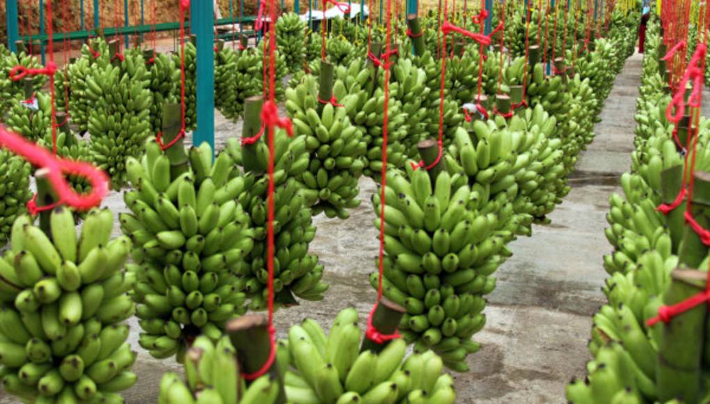 Sector bananero de Honduras ha decrecido un 40% - Diario La Prensa