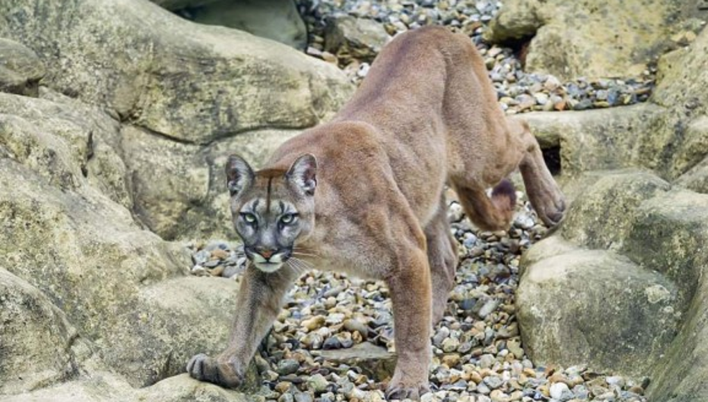 Un puma mata a un ciclista y deja otro gravemente herido en Washington ...