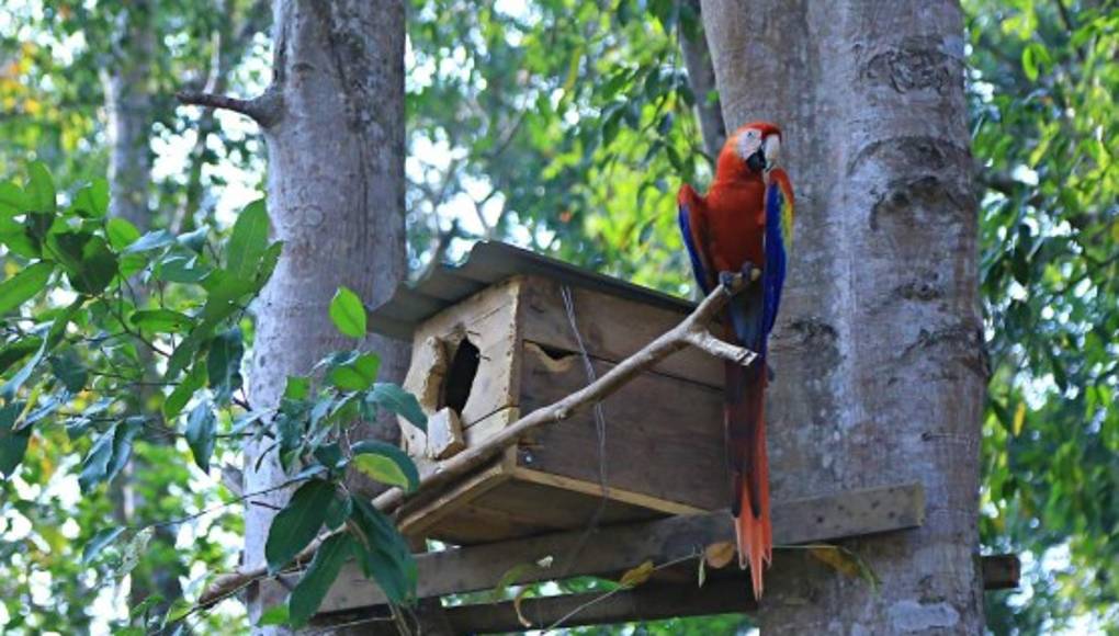 Honduras: Copán será el valle sagrado de la guara roja - Diario La Prensa