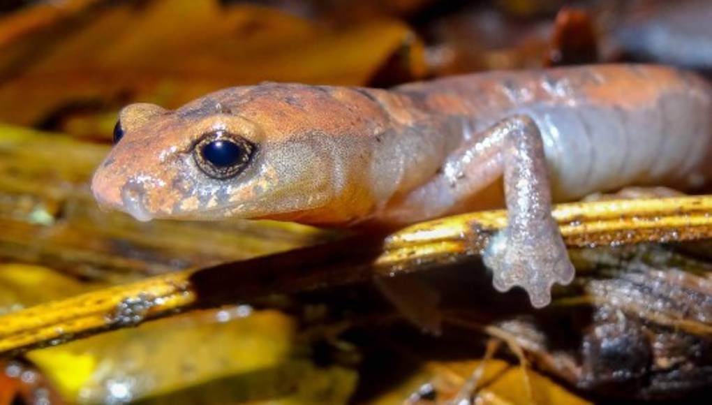Parque Nacional Cusuco, poseedor de inimaginable belleza natural ...
