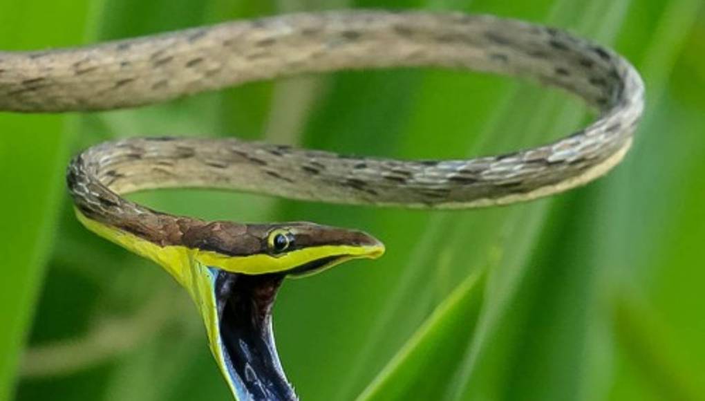 Parque Nacional Cusuco, poseedor de inimaginable belleza natural ...