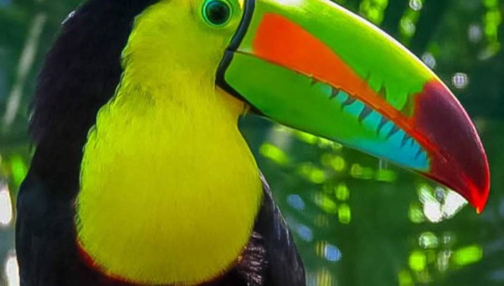 Parque Nacional Cusuco, poseedor de inimaginable belleza natural ...