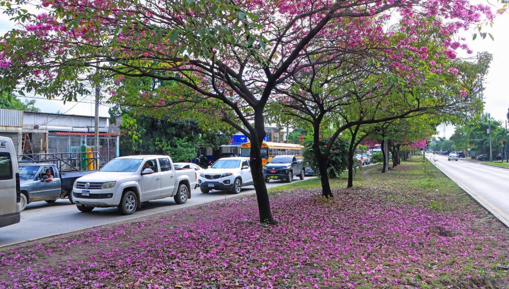 Árboles de Macuelizo embellecen calles, avenidas y bulevares de SPS