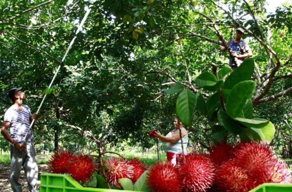 Los sorprendentes beneficios que no conocías de la licha