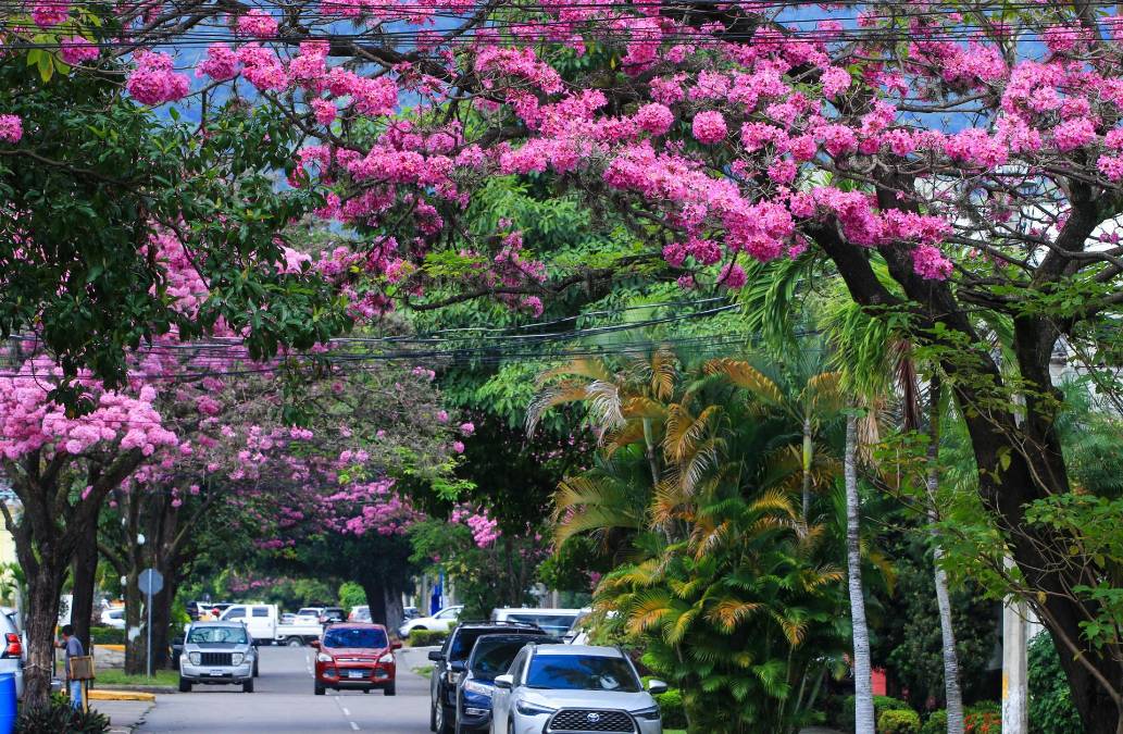 Árboles de Macuelizo embellecen calles, avenidas y bulevares de SPS