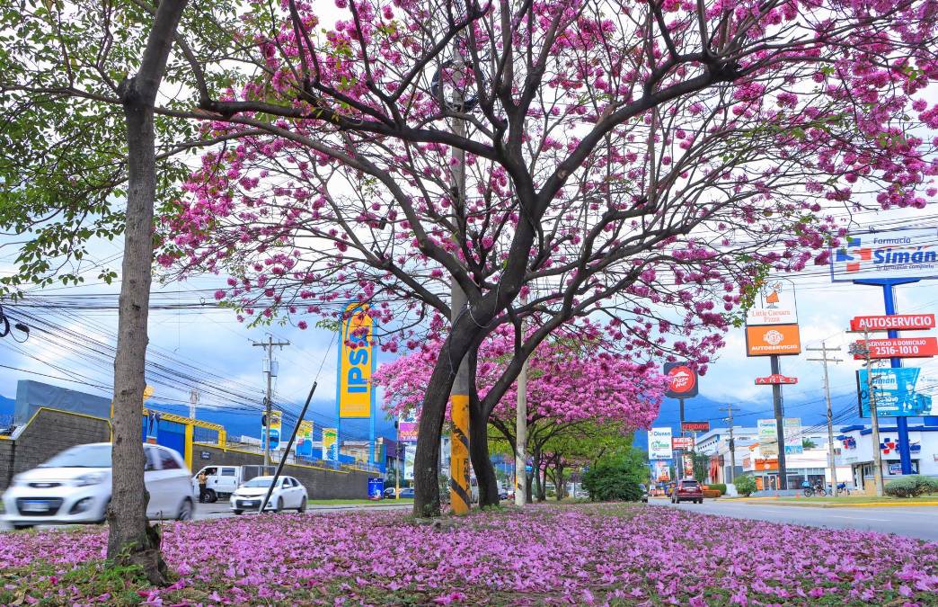 Árboles de Macuelizo embellecen calles, avenidas y bulevares de SPS