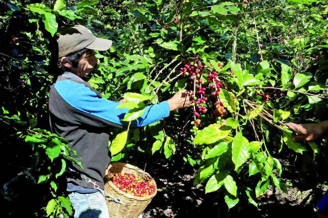 Envíos de café alcanzan récord en la cosecha 2025-2026