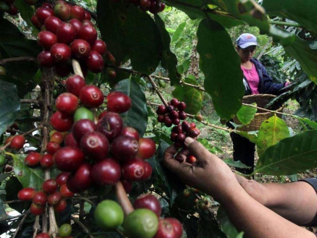 Más de 46,000 empleos están por perderse al no haber ampliado el RIT