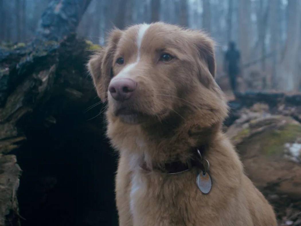 Indy, el can de “Good Boy”, gana premio actoral en cine de terror