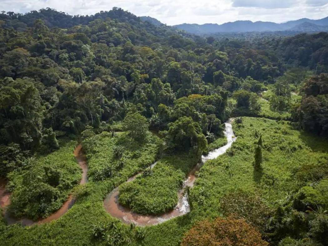 Bosques de Honduras podrían desaparecer en 21 años, advierte estudio