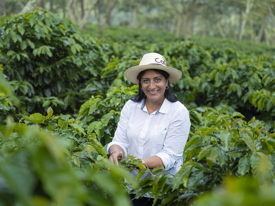 CAFICO asume el reto del envejecimiento del parque cafetalero con una ...