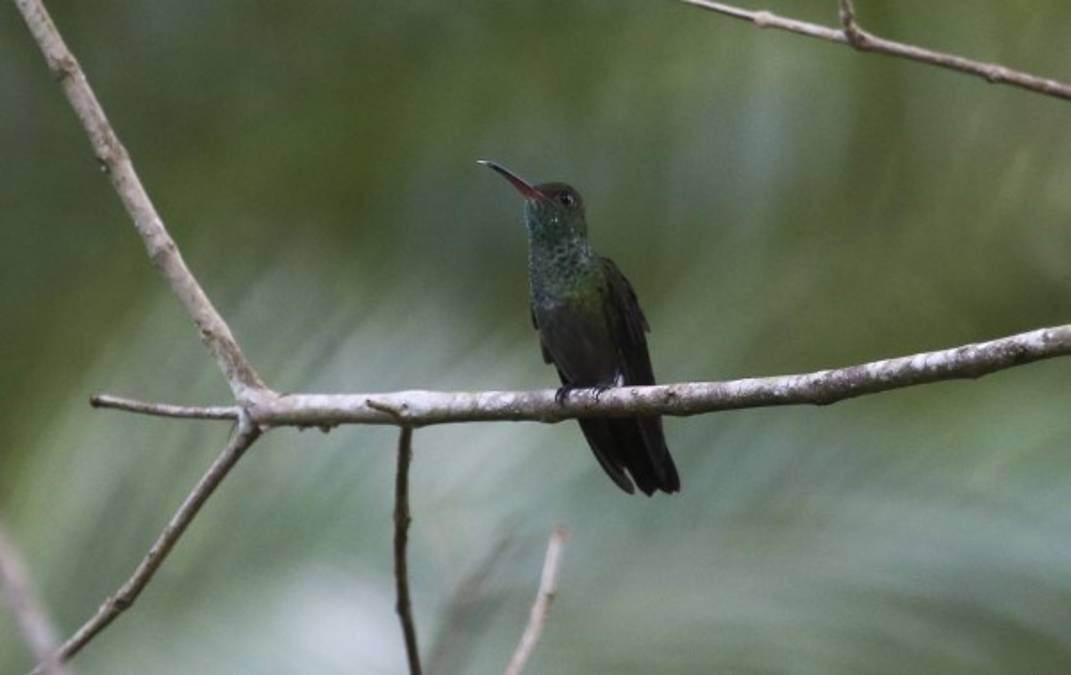 Un paraíso de vida silvestre en Barra de Cuero y Salado