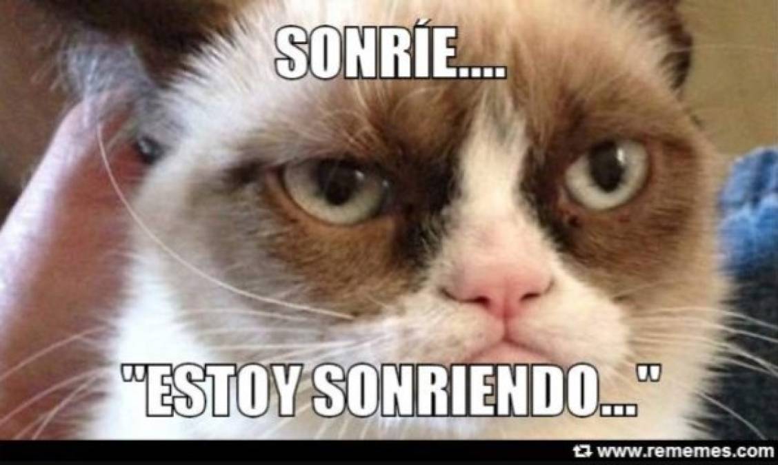 RIP Grumpy Cat: recordamos la 'gata gruñona' con sus mejores memes