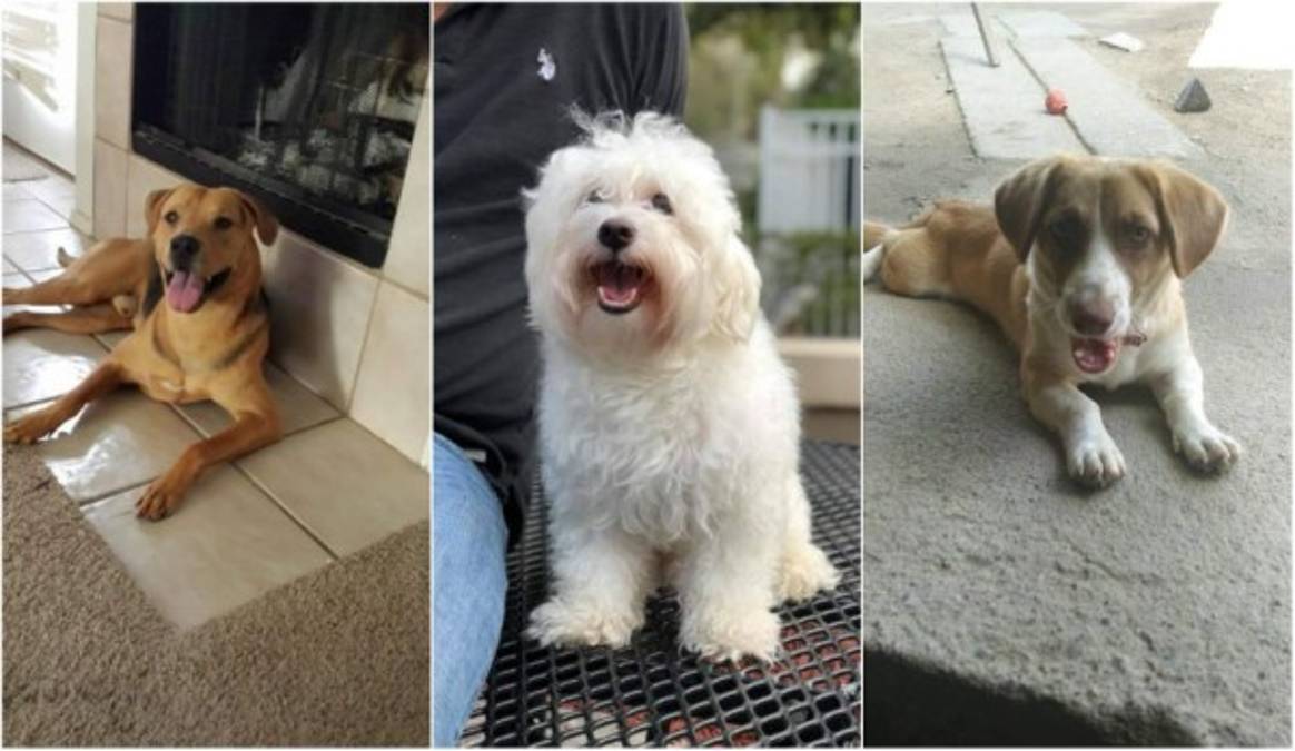 Así demuestran los hondureños su amor por los perros