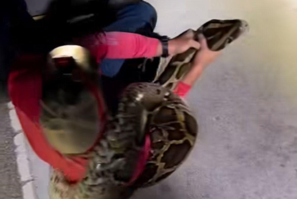 VIDEO: Joven atrapa enorme pitón birmana de 5,80 metros en Florida