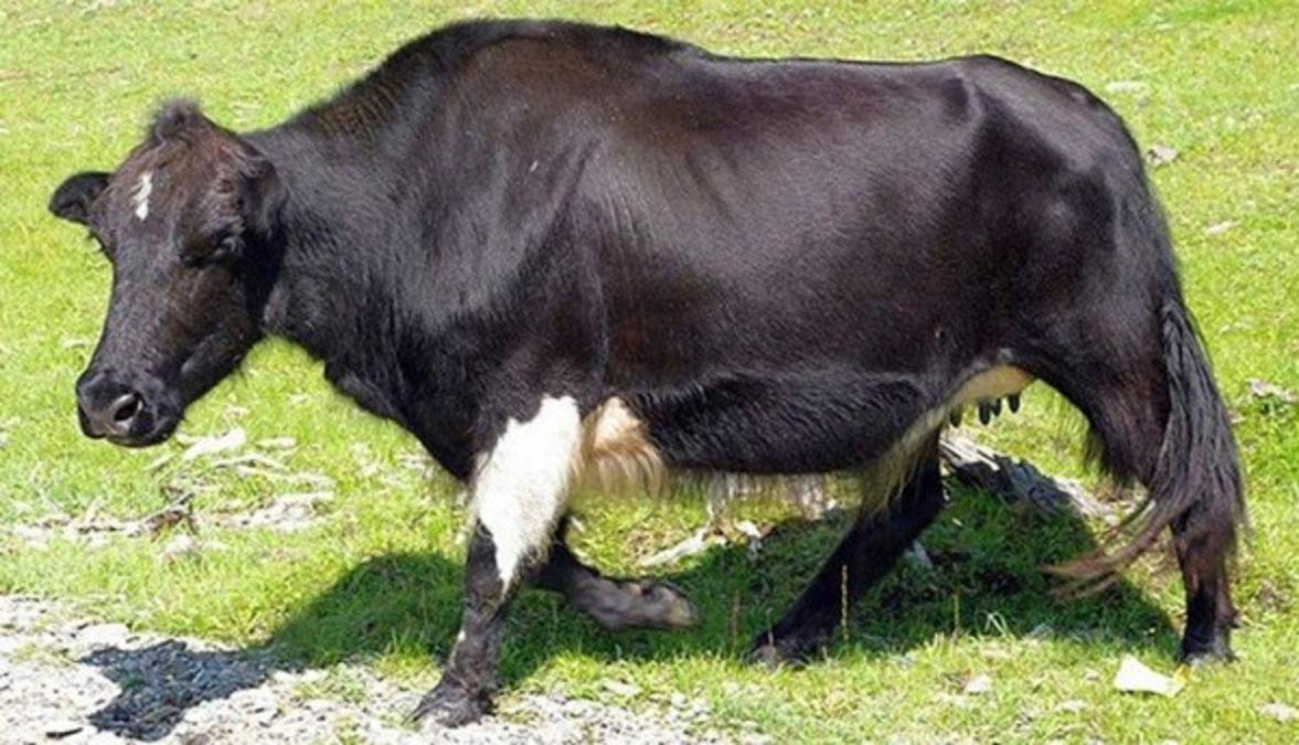 Los 10 animales híbridos más sorprendentes del mundo