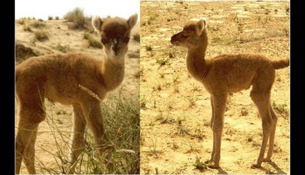 Los 10 animales híbridos más sorprendentes del mundo