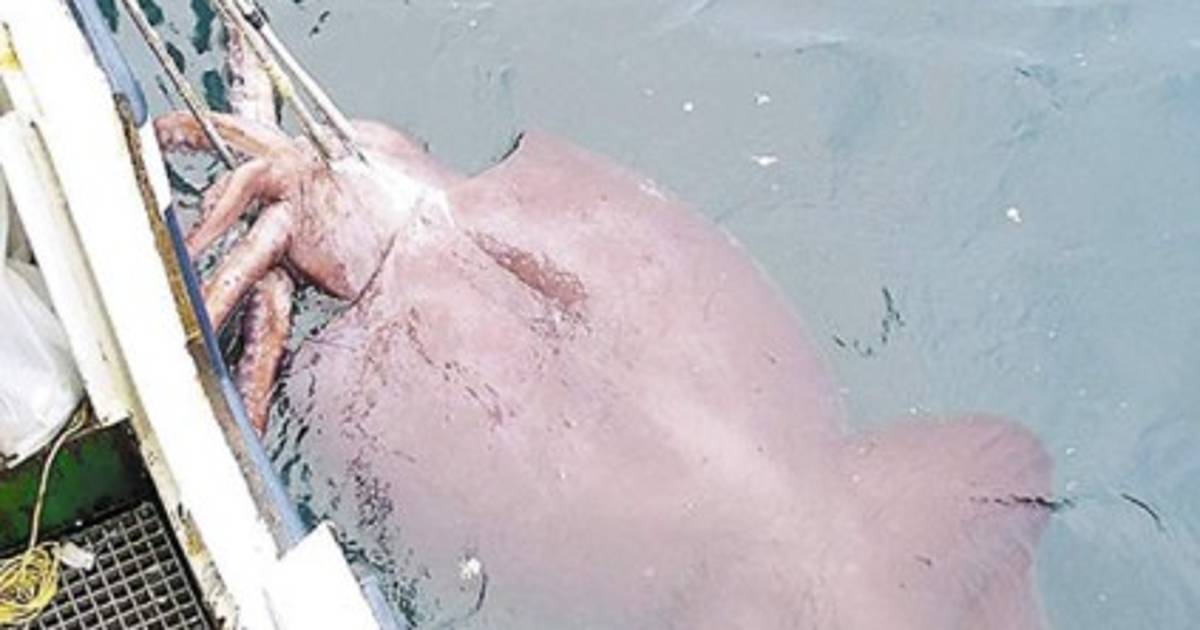 Descongelarán un calamar colosal