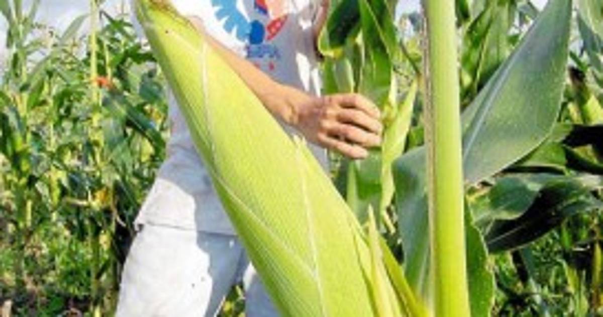 Compra de maíz inicia en octubre