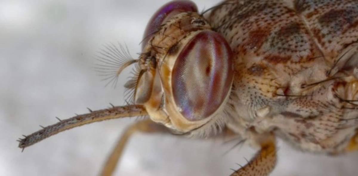 Los insectos más venenosos y letales del mundo pueden estar en tu patio