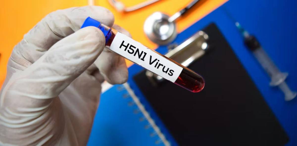 ¿Contagiosa en humanos? Los síntomas de la gripe aviar H5N1